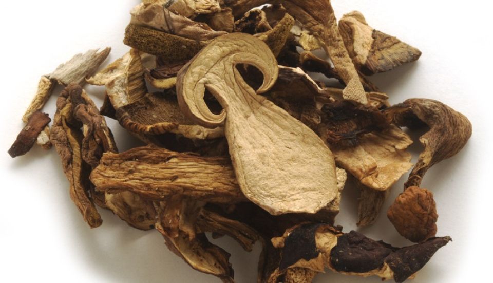 Jak a kde nejlépe sušit houby? Které houby jsou vhodné pro sušení ...